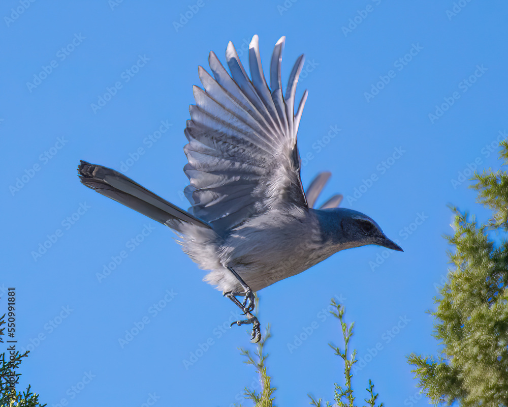 scrub jay in flight Stock Photo | Adobe Stock