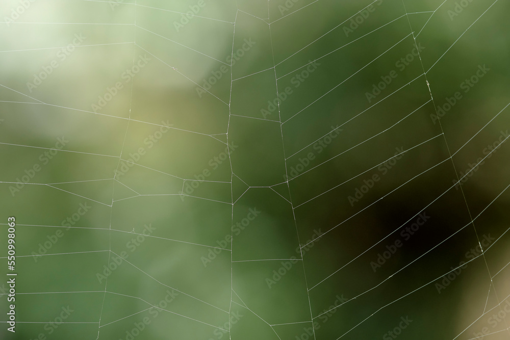 Damaged spiderweb against a soft green background. A spider's web ...