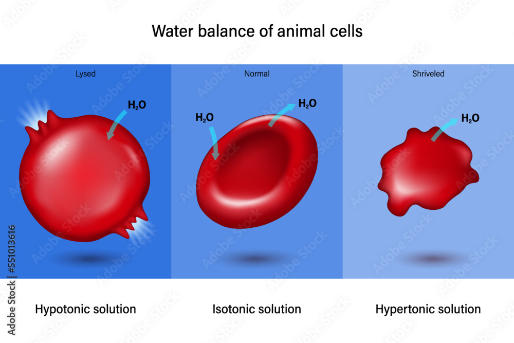Water balance of animal cells. Hypotonic, Isotonic and Hypertonic ...