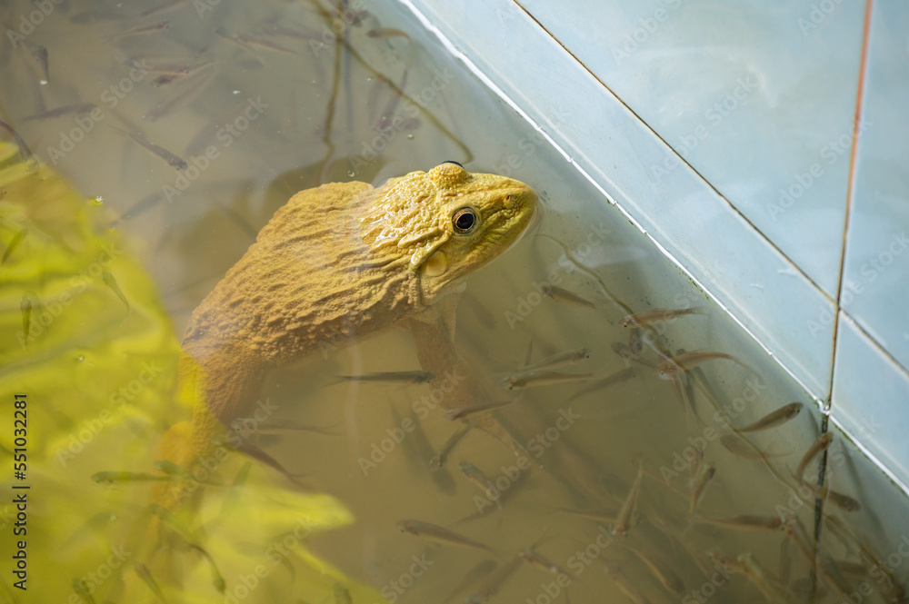 A golden big toad living in fish hatchery. Toads are amphibians. Stock ...