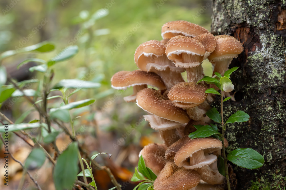 A group of mushrooms growing on a tree. Armillaria mellea, commonly ...