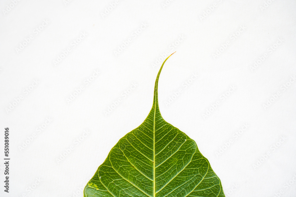 Peepal leaf or Bodhi leaf or sacred fig leaf isolated on white ...