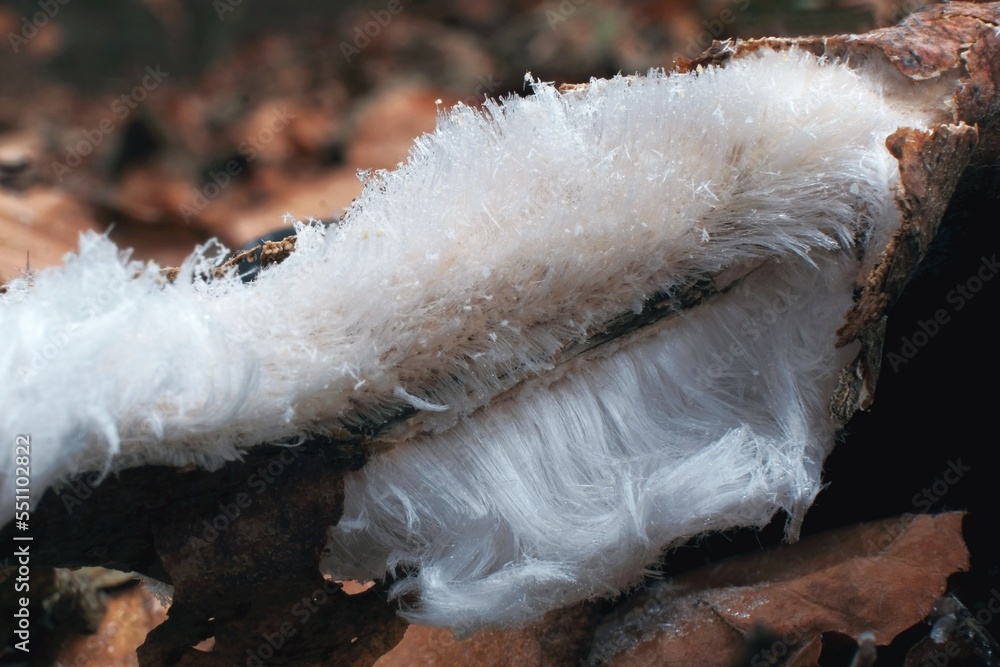 An unusual natural phenomenon - mysterious hair ice on wood looks like ...