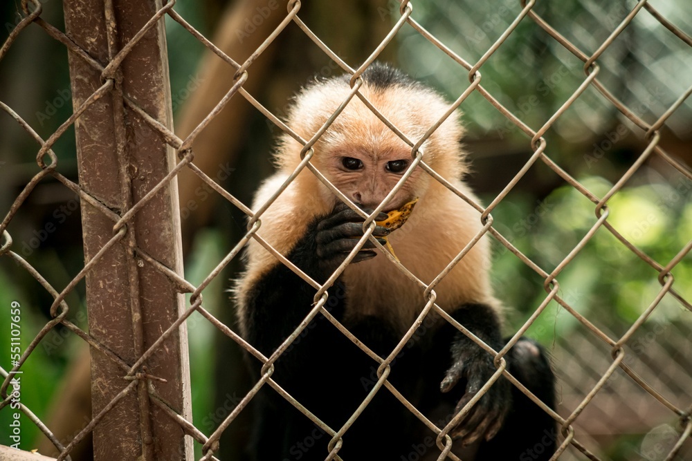 Closeup of the Panamanian white-faced capuchin, Cebus imitator looking ...