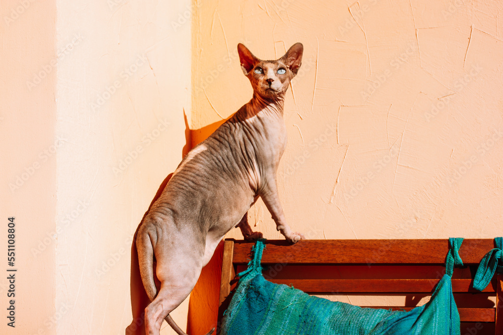Funny chubby Canadian Sphynx cat with blue eyes basking in the sun on a ...