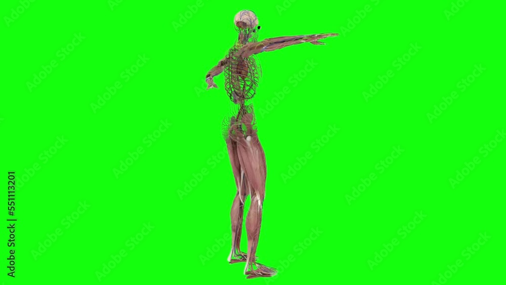 3D Animation of human anatomy system with green screen chromakey ...