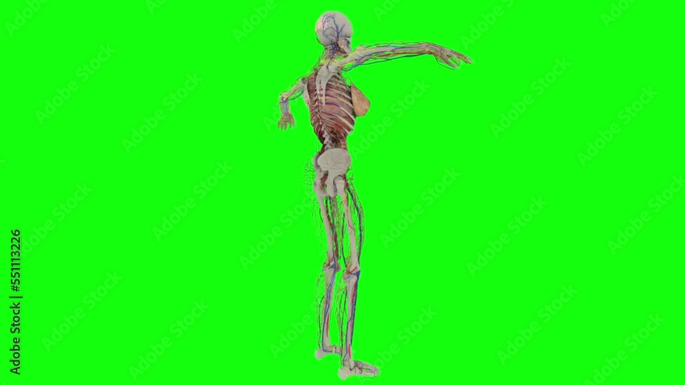 3D Animation of human anatomy system with green screen chromakey ...