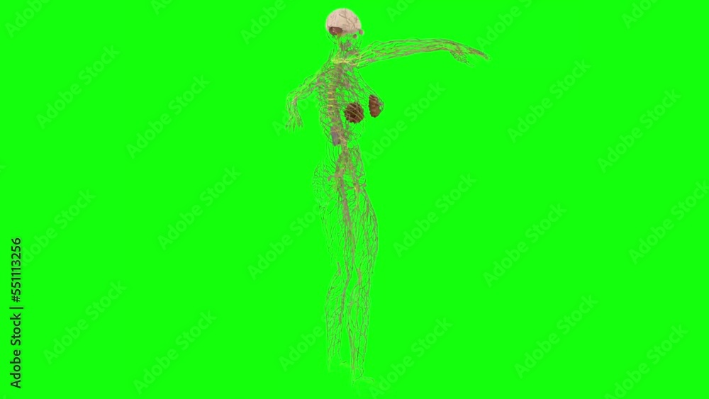 3D Animation of human anatomy system with green screen chromakey ...