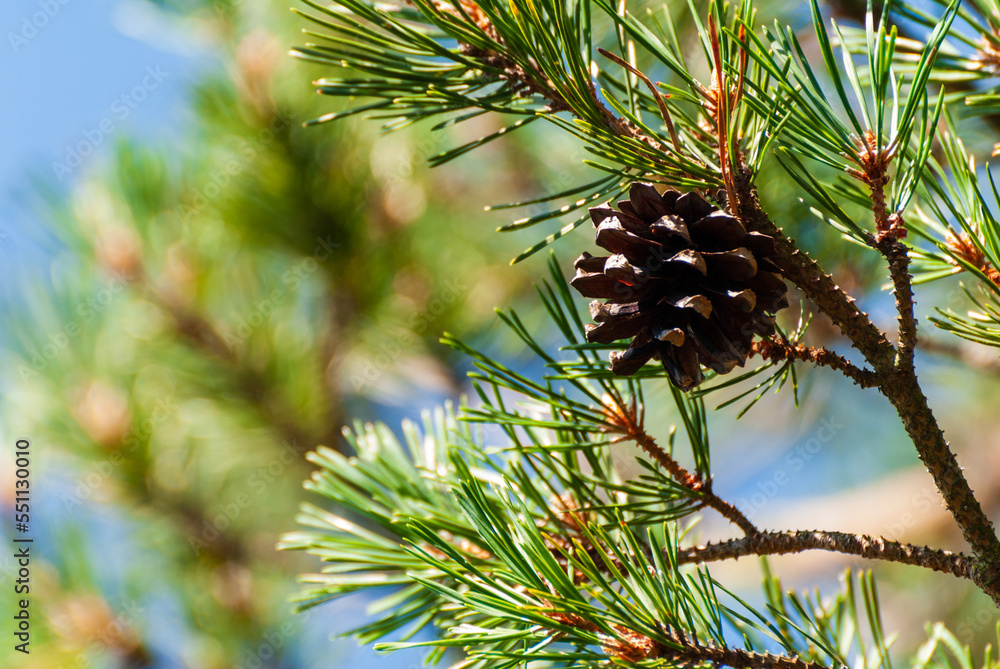Le pin sylvestre ou pinus sylvestris et sa pive (pomme de pin), Alsace ...