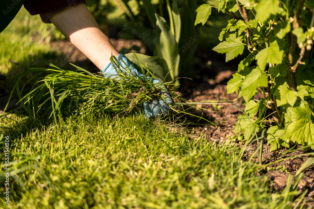 weeding weeds and grass between currant fruit bushes in spring ...