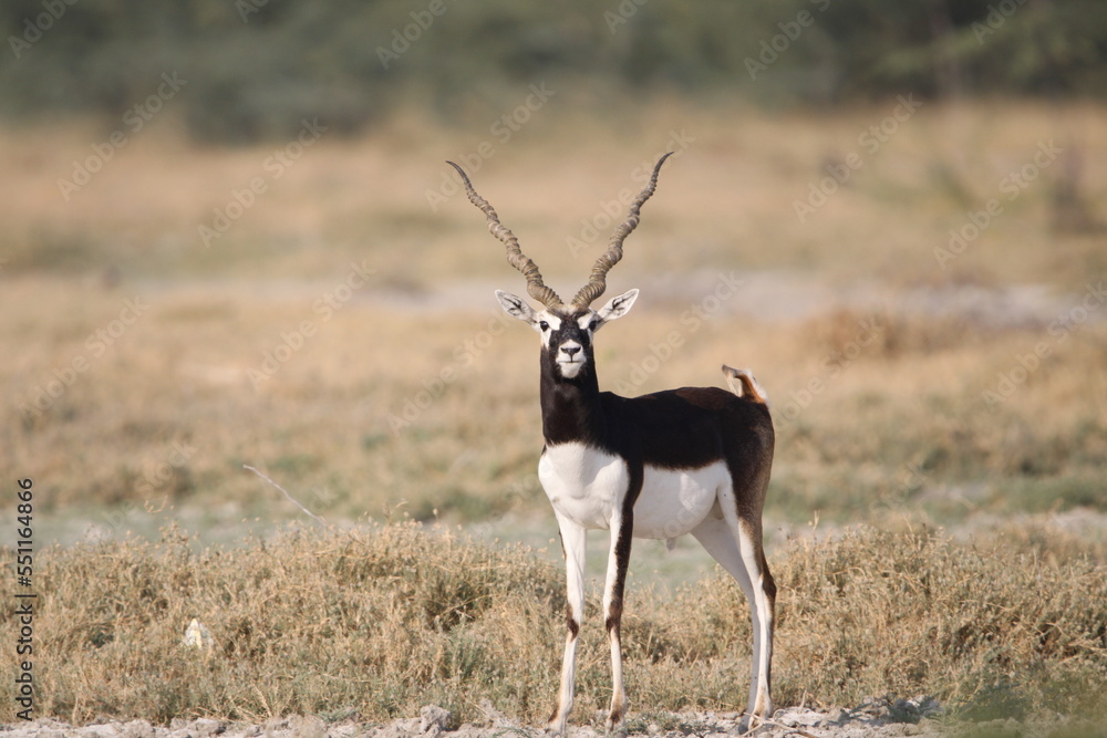 Endangered species Blackbuck in Bishnoi village forest reserve area ...