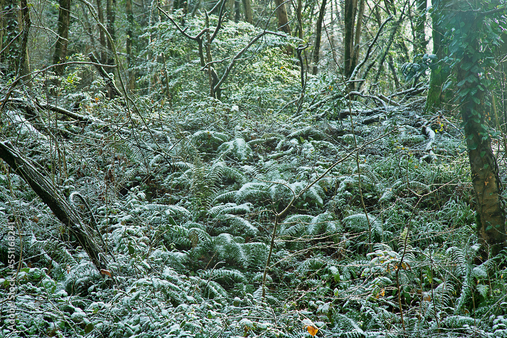 Subtropical forest after an unexpected short-term snowfall. The low ...