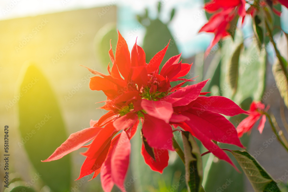 Planta noche buena navideña o Euphorbia pulcherrima color rojo con un ...