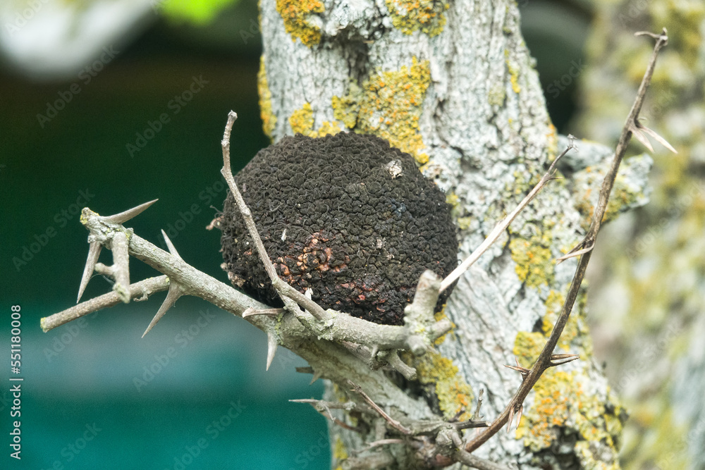 Forest pathology (phytopathology). Gall apple. Bacterial tumor of ...