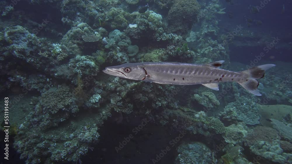 Vidéo Stock Barracuda hung in the water column and slowly moves its ...