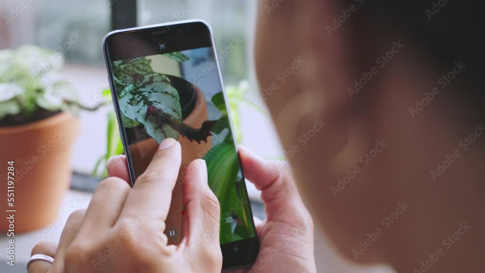Phone, woman and taking pictures of caterpillar on plant in home ...