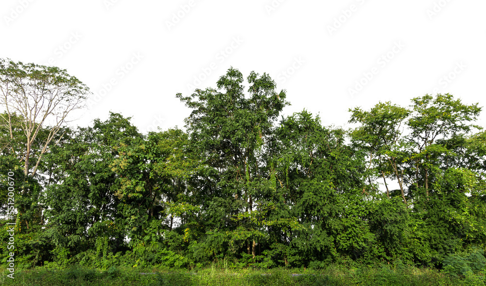 Group of tree isolated on white.Tropical bush tree plant on white ...