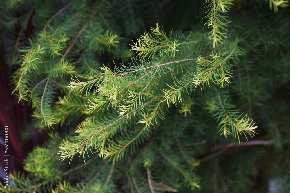 Melaleuca alternifolia ( Narrow-leaved paperbark Tea tree ). Myrtaceae ...