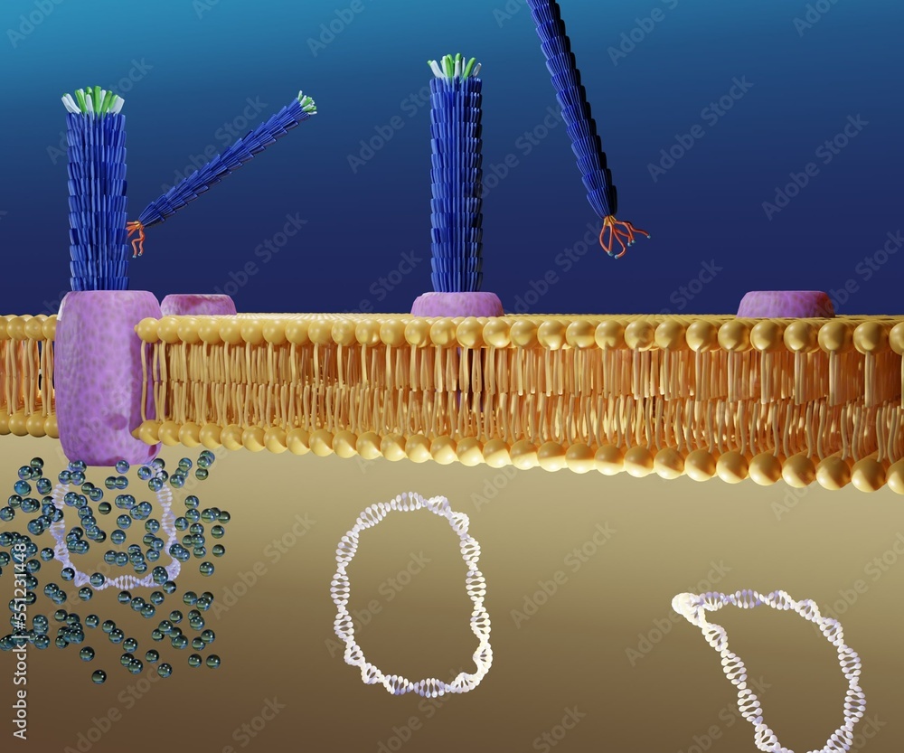 Life cycle of filamentous bacteriophage M13 in phospholipid bilayers 3d ...