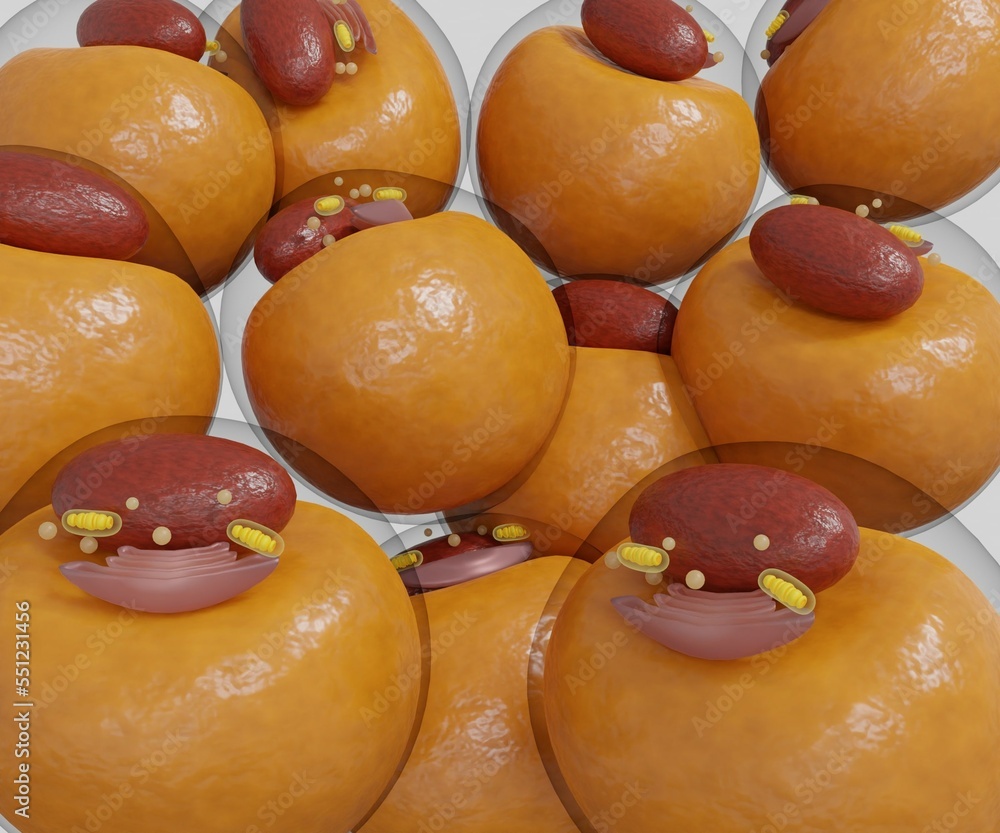 Adipocytes, also known as lipocytes and fat cells. Isolated white ...