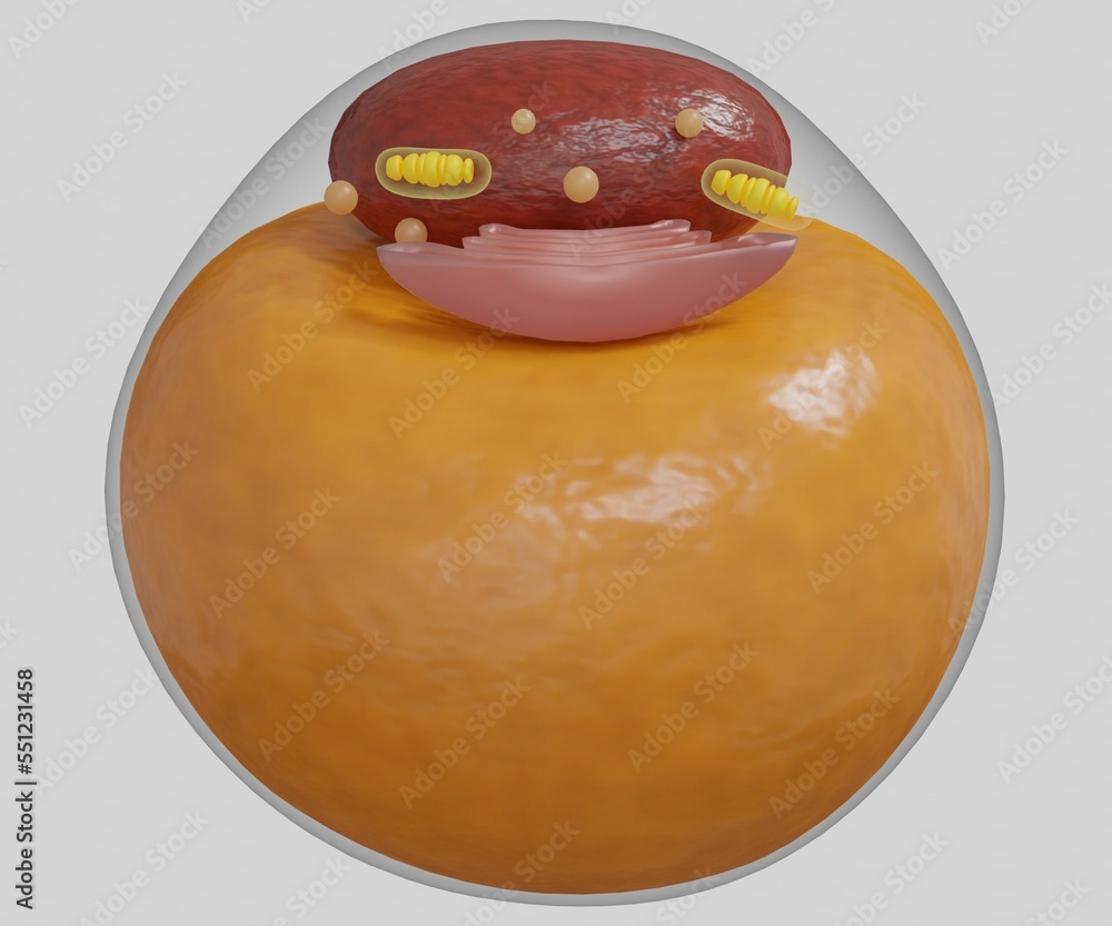 Adipocytes, also known as lipocytes and fat cells. Isolated white ...