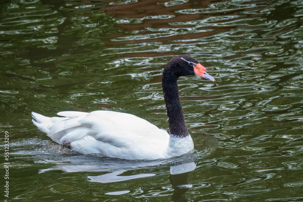 The black-necked swan, Cygnus melancoryphus, is a swan that is the ...