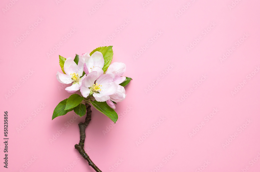 Beautiful delicate fresh spring flowers and buds of apple tree on pink ...