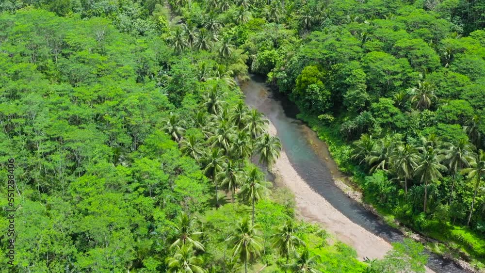 Lush tropical green forest with tall trees in Mindanao island ...