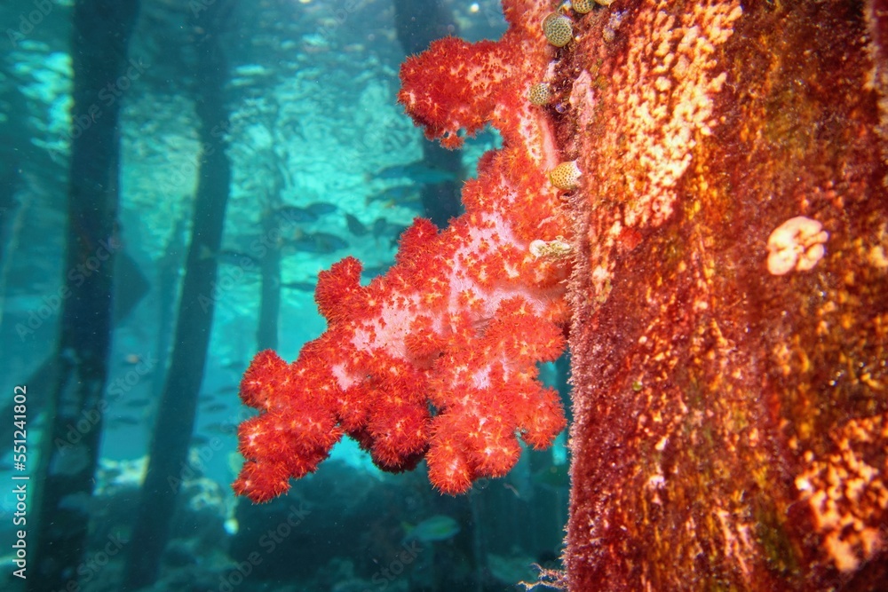 Underwater scene with red soft flower tree coral, Biodiversity of coral ...