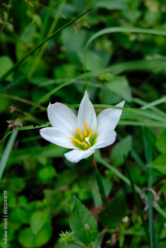 Zephyranthes candida, also know as autumn zephyrlily, white windflower ...