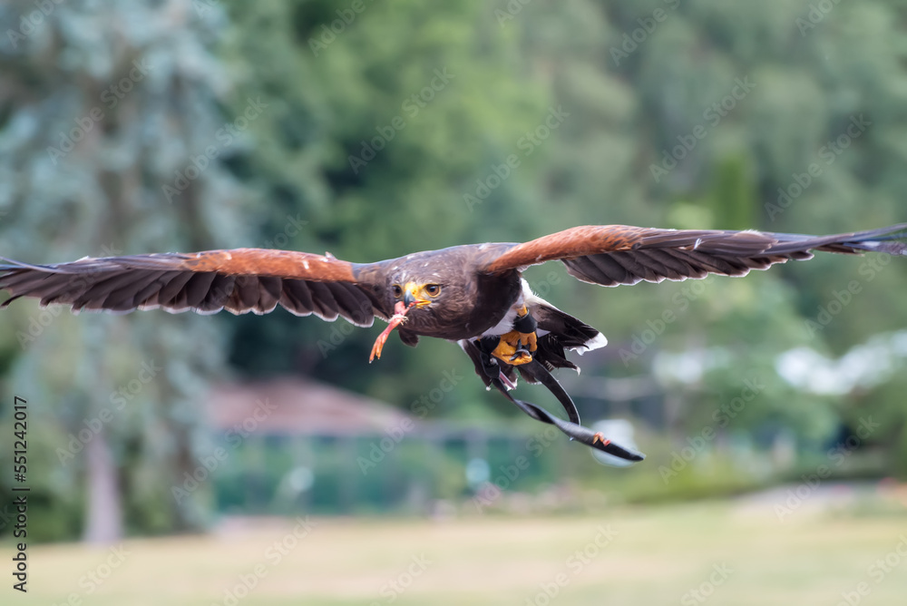 Harris's hawk, Parabuteo unicinctus, the bay-winged hawk, dusky hawk, a ...