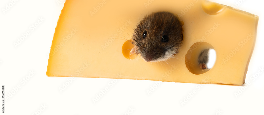 Mouse-like rodents as pests for humans. Mice and voles enter warehouses ...