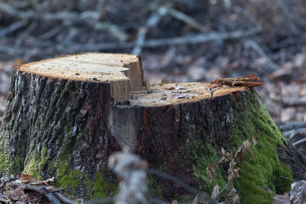 Deforestation concept. Stump of tree after cutting forest. Oak stump on ... Deforestation concept. Stump of tree after cutting forest. Oak stump on ...