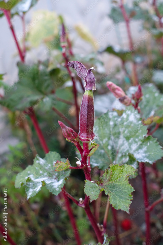 red okra, henna okra specific to Turkey, okra varieties, okra species ...