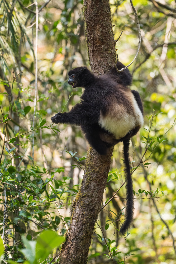 Milne-Edwards's Sifaka - Propithecus edwardsi, beautiful endangered ...