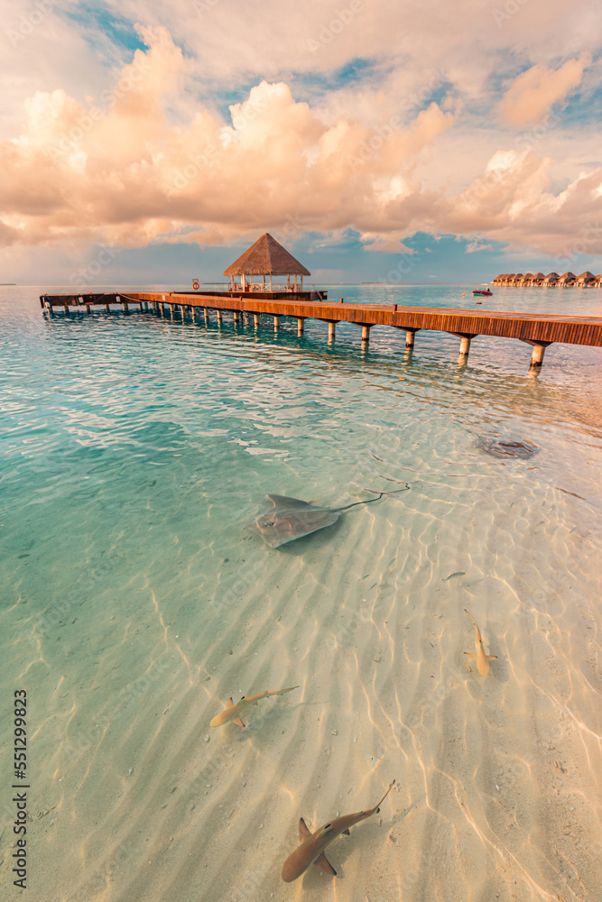 Fantastic sunset beach shore, shallows with sting rays and sharks in ...