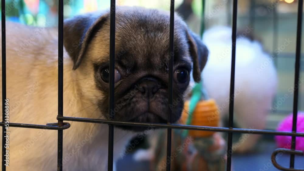 A cute beige pug sits behind black bars of a cage next to a chihuahua ...
