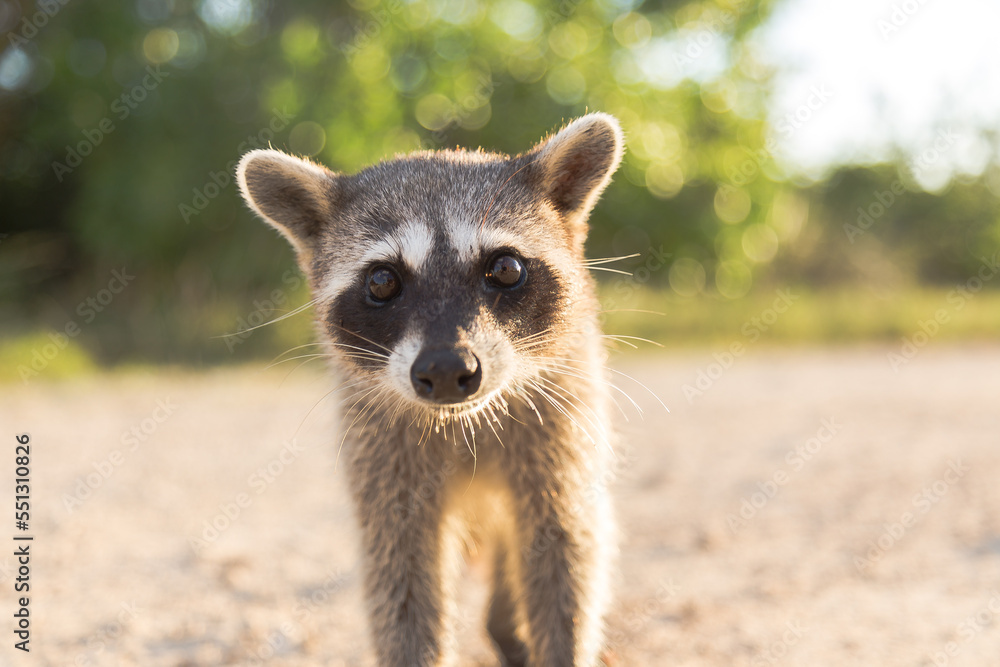 Mapache viendo a la cámara curioso Stock Photo | Adobe Stock