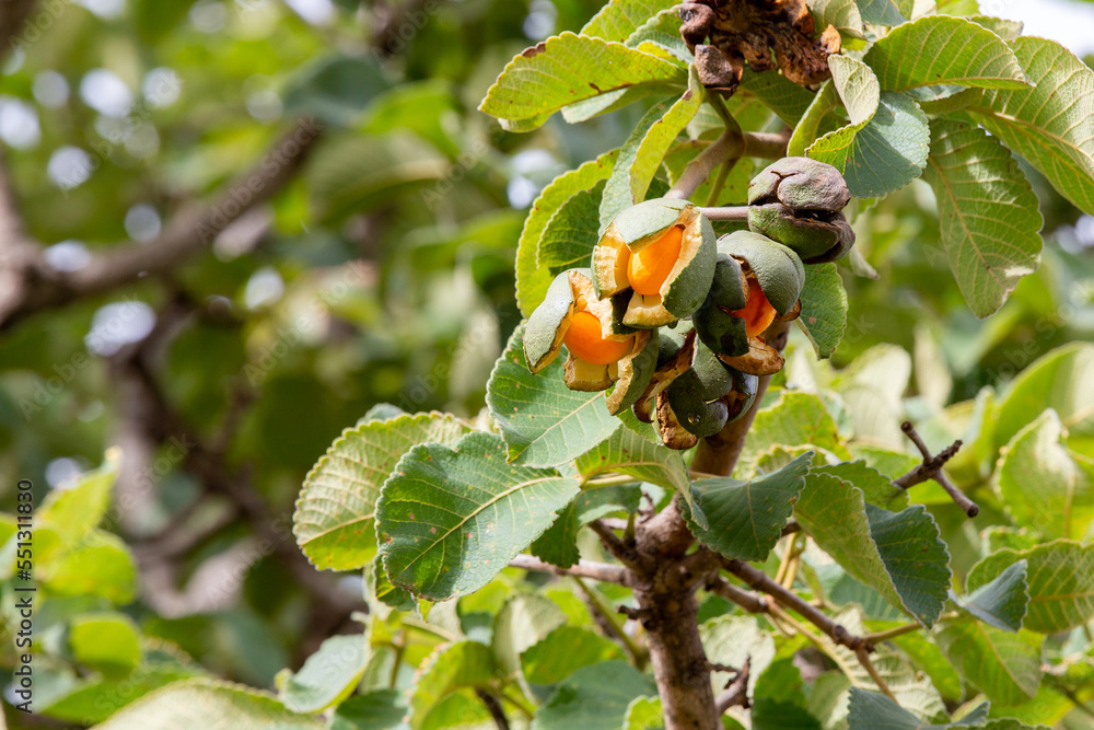 Ripe pequi fruits (Caryocar brasiliense) on the tree in the cerrado ...