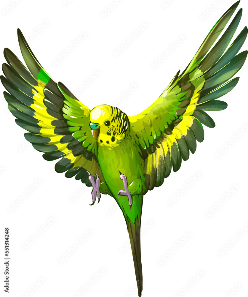 Flying budgerigar, color sketch illustration, parrot PNG drawing Stock ...