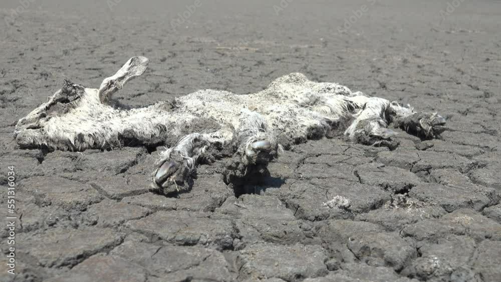Severe drought leads to the drying up of reservoirs and the death of ...