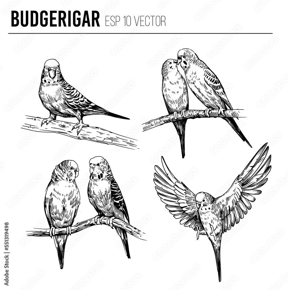 Budgerigar, sketch vector illustration. Editable outline on transparent ...