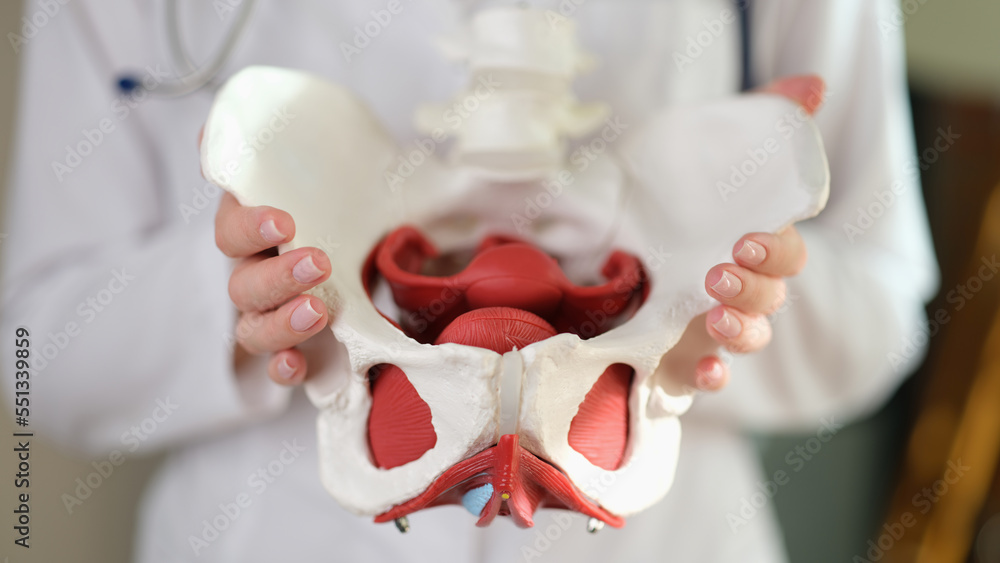 Female gynecologist showing model of female pelvis with muscles Stock ...