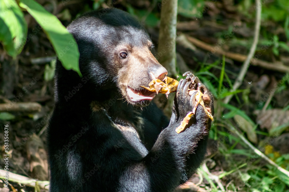 Sun Bear at Bornean Sun Bear Conservation Centre in Sandakan Borneo ...