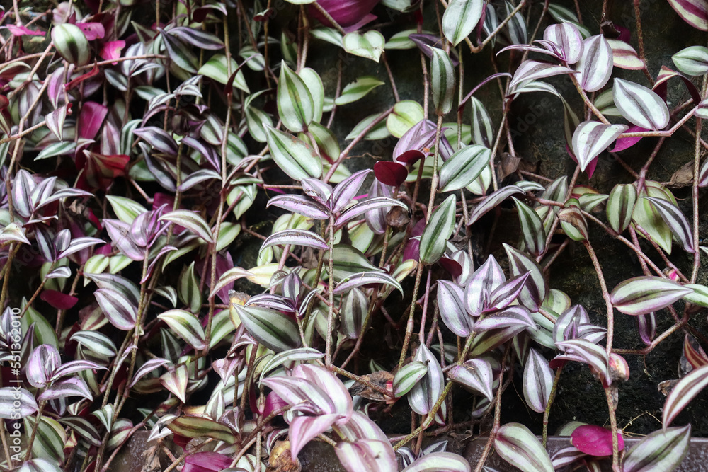Leaves of Tradescantia zebrina, formerly known as Zebrina pendula, is a ...