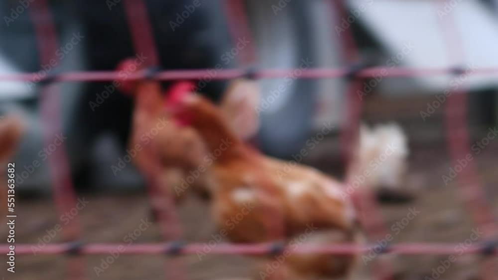 Mistreated chicken on free range chicken farm and stock breeding shows ...