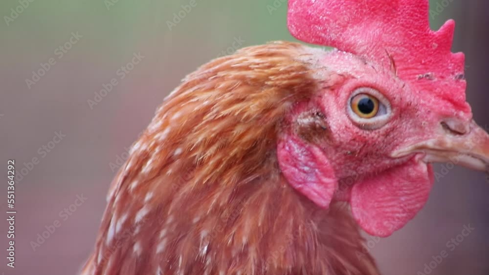 Hen head in close-up macro view shows red cockscomb and brown feather ...