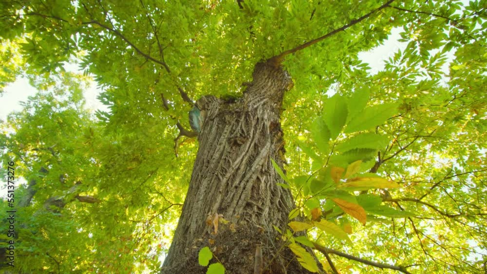 Bark-covered high trunk of old sweet chestnut tree with wide green ...