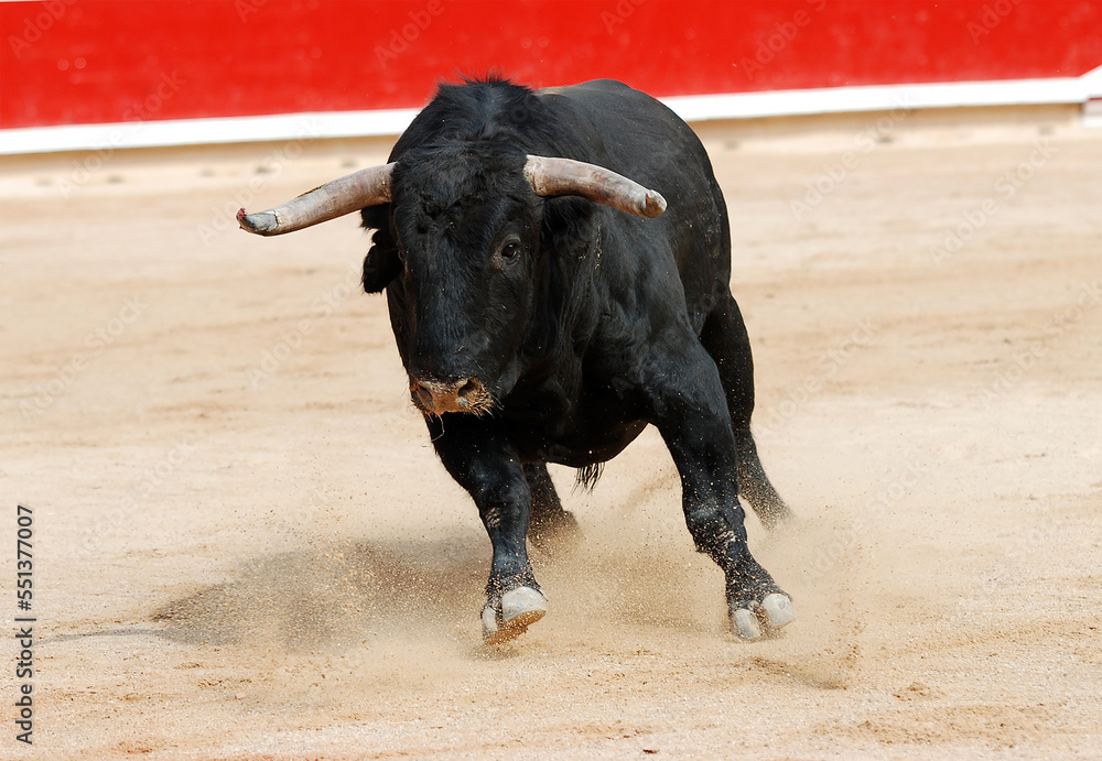 un toro bravo español con grandes cuernos en una plaza de toros Stock ...