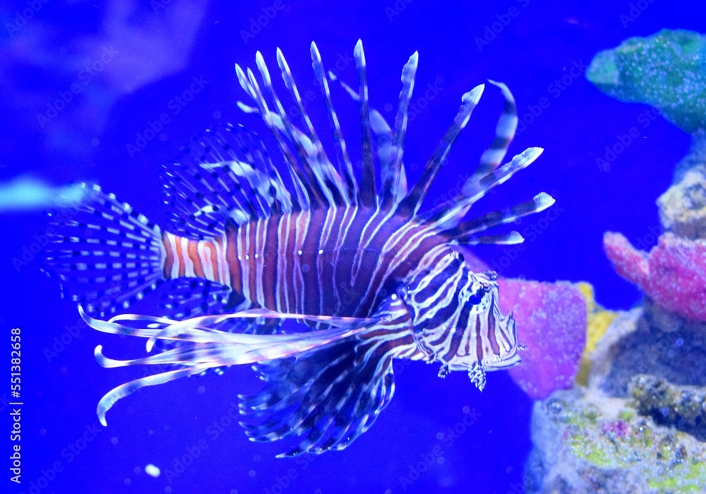 Pterois(zebrafish, firefish, tastyfish) is a genus of venomous marine ...